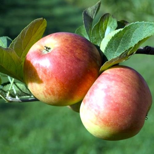 Jabloň domáca ´PINOVA´® | 120-150 cm | zahradnici.sk
