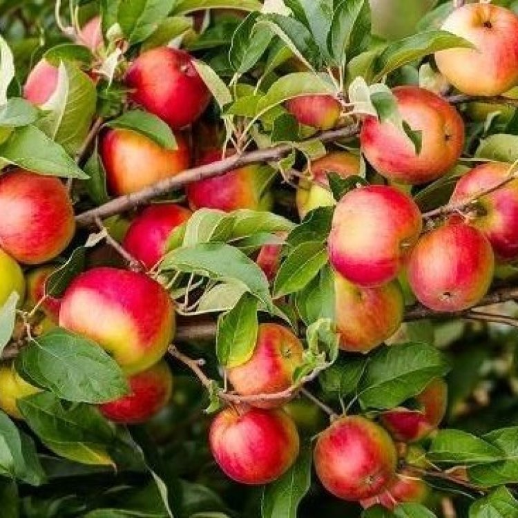 Jabloň domáca ´PINOVA´® | 120-150 cm | zahradnici.sk