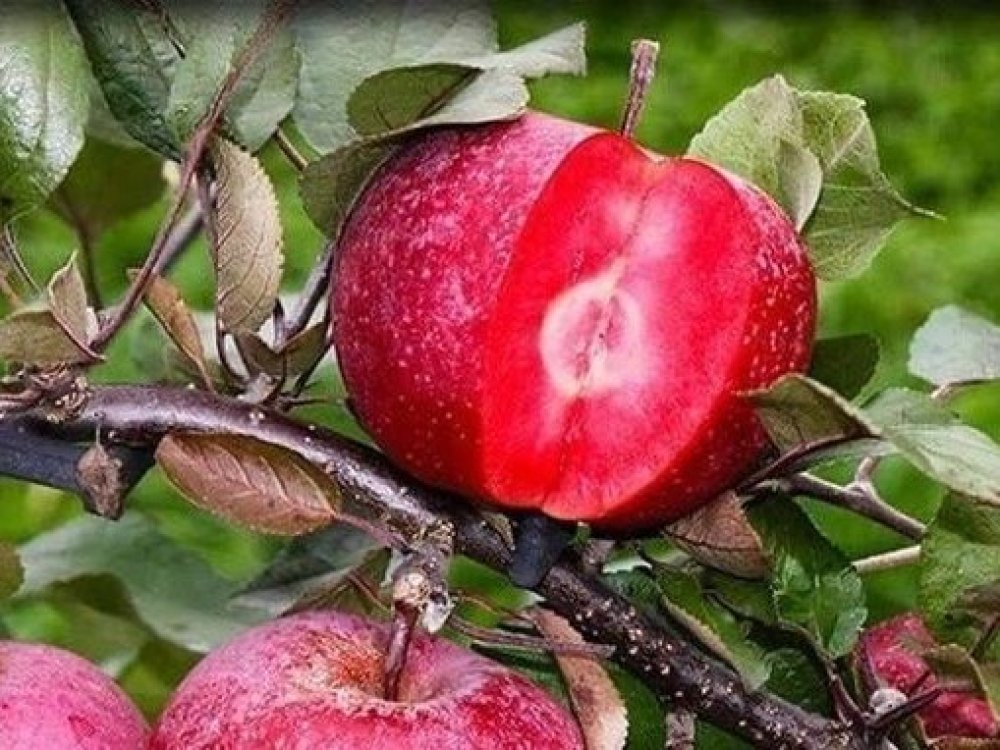 Jabloň domáca ´RED LOVE´® | 160-180 cm | zahradnici.sk