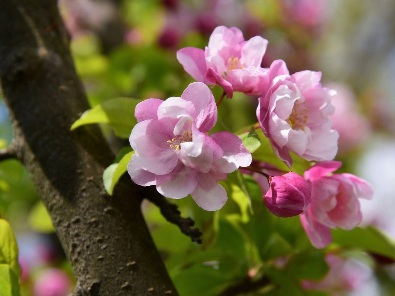 Jabloň domáca ´RED LOVE´® | 120-150 cm | zahradnici.sk