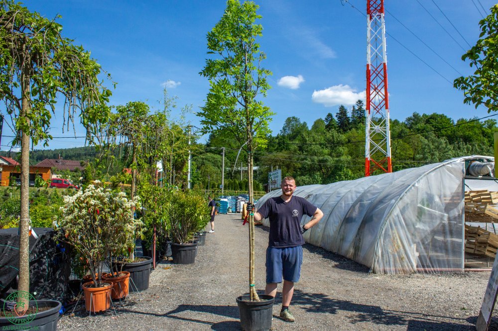 Jaseň štíhly, Fraxinus excelsior ´WESTHOF GLOIRE´ - zahradnici.sk