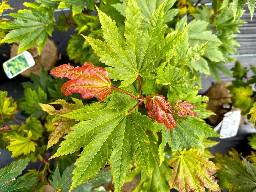 Javor japonský ´VITIFOLIUM´ | 50-80 cm| zahradnici.sk