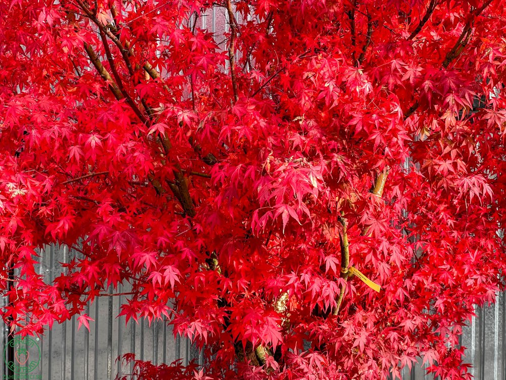 Javor dlaňovitolistý (Acer palmatum) ´KATSURA´ - zahradnici.sk
