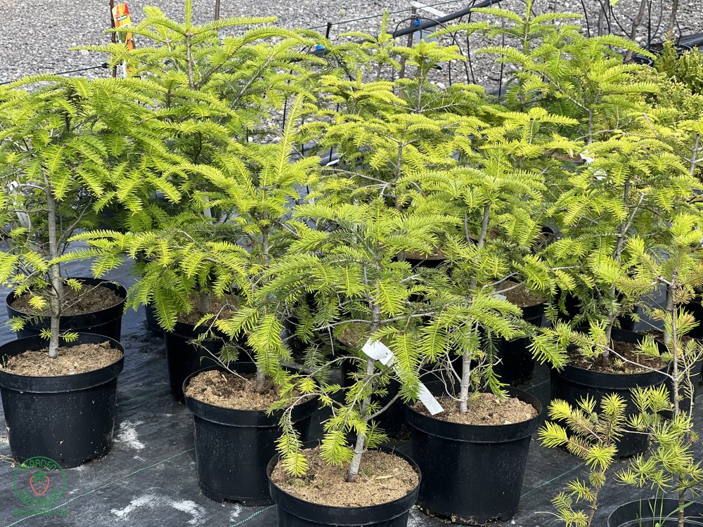 Jedľa biela| 50-70 cm| zahradnici.sk