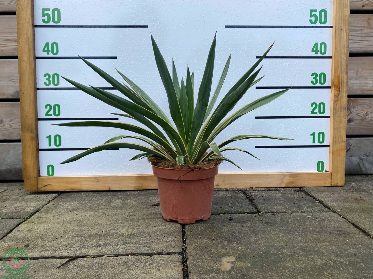 Juka nádherná ´VARIEGATA´ | 20-30 cm | zahradnici.sk