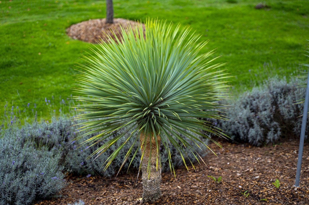 Juka rostrata | 140-160 cm | zahradnici.sk