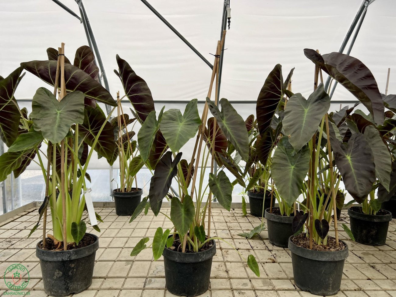 Kolokázia jedlá ´ROYAL HAWAIIAN ® ALOHA´| 70-90 cm| zahradnici.sk