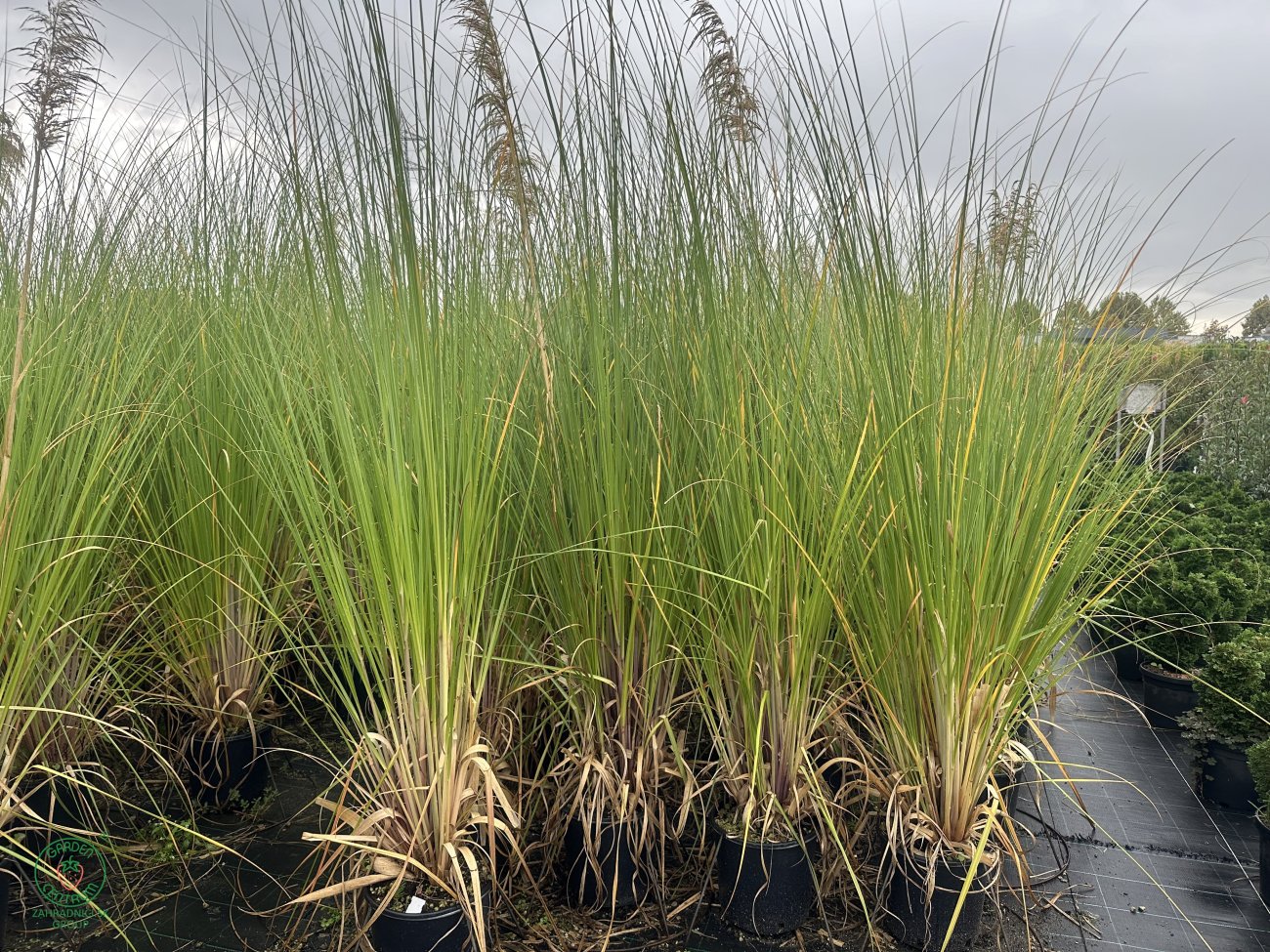 Kortadéria pampová ´PINK FLOWER´ | 150-180 cm | zahradnici.sk