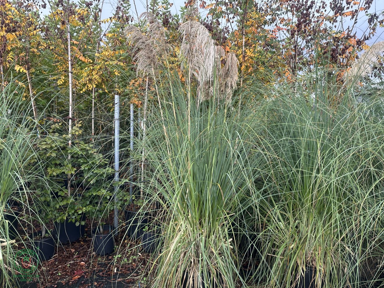 Kortadéria pampová ´PINK FLOWER´ | 150-180 cm | zahradnici.sk