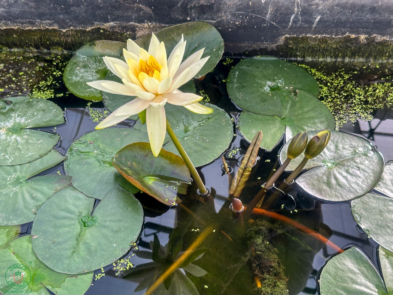 Lekno ´SULPHUREA´ | ⌀ 25-35 cm | zahradnici.sk