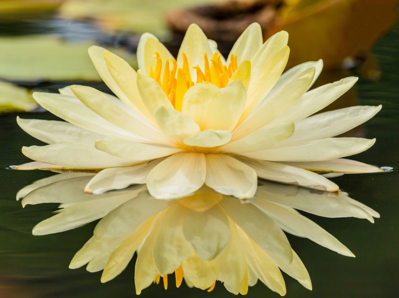 Lekno ´SULPHUREA´ | ⌀ 25-35 cm | zahradnici.sk