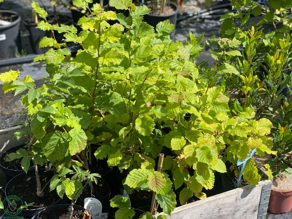 Lieska kríková lombardská biela, Corylus avellana - zahradnici.sk