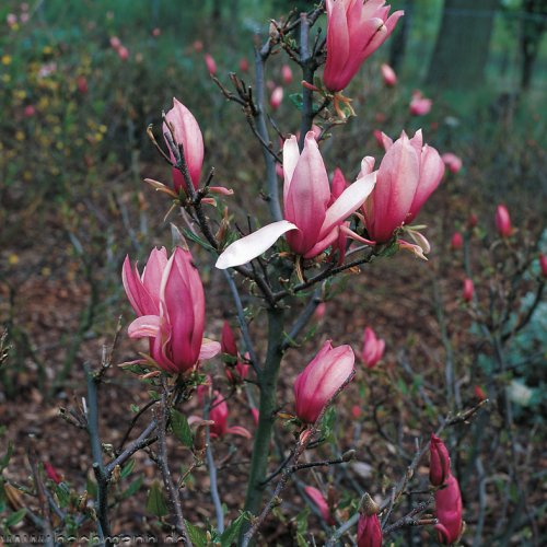 Magnólia ´RICKI´ - výška 70-90cm, kont. C3L - zahradnici.sk