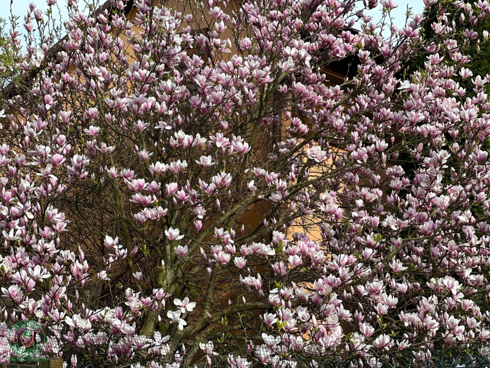 Magnólia soulangeova ´RUSTICA RUBRA´| 40-60 cm| zahradnici.sk