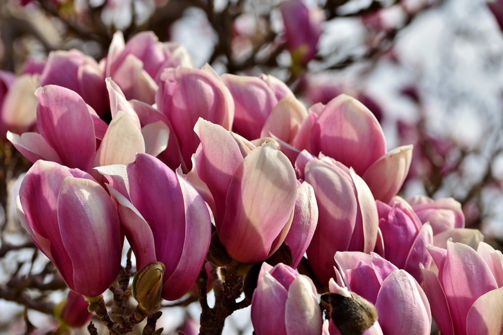 Magnólia soulangeova ´RUSTICA RUBRA´| 40-60 cm| zahradnici.sk