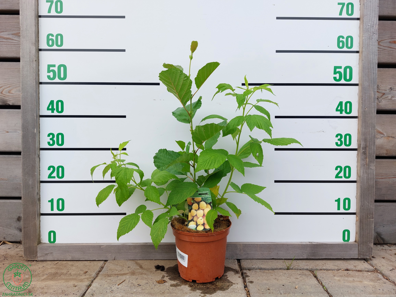 Malina žltá 'GOLDEN BLISS' ®| 50-70 cm| zahradnici.sk