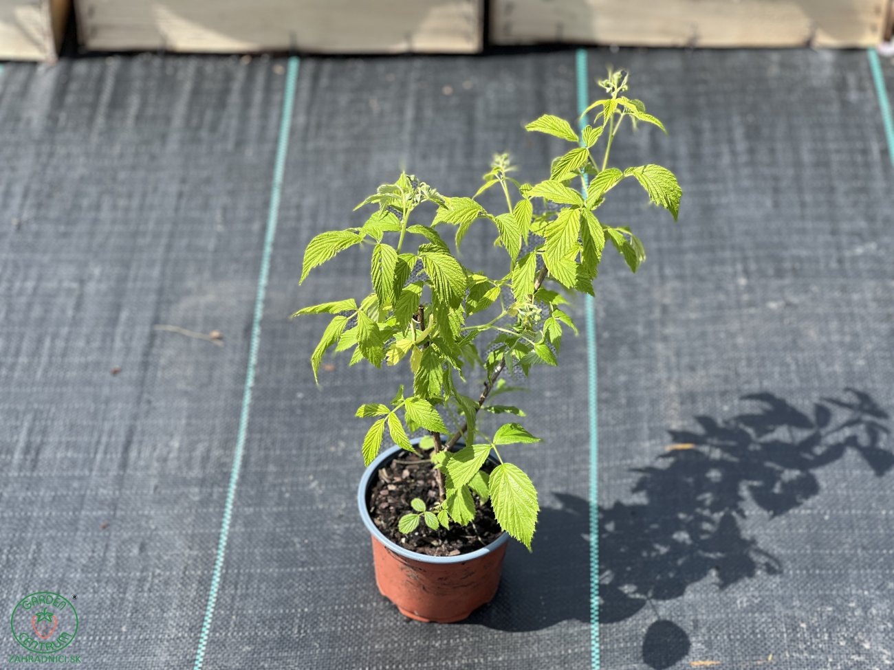 Malina žltá 'GOLDEN BLISS' ®| 20-40 cm| zahradnici.sk