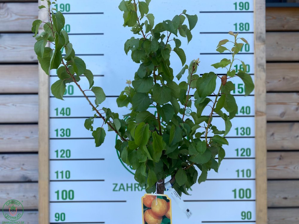 Marhuľa obyčajná ´BERGERON´ | 140-160 cm| zahradnici.sk