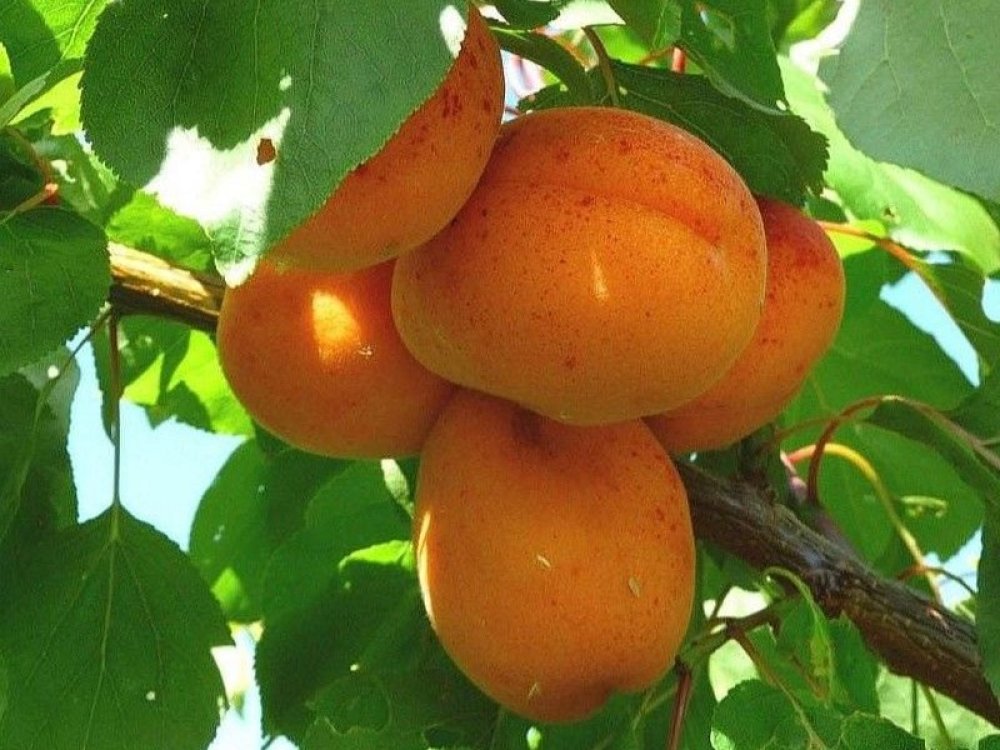 Marhuľa obyčajná ´BERGERON´ | 140-160 cm| zahradnici.sk