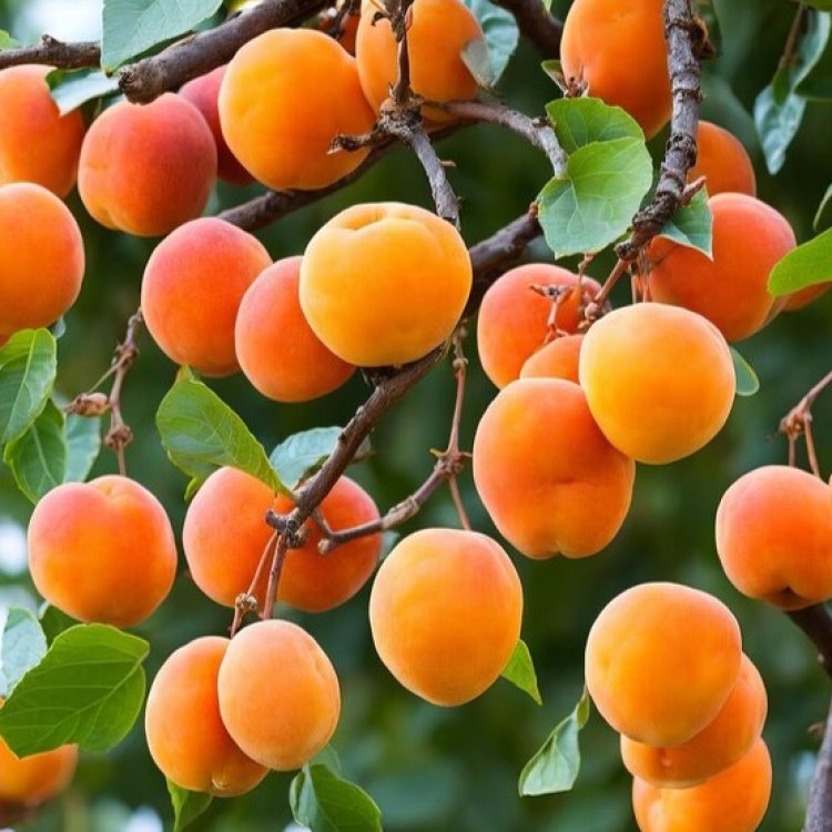 Marhuľa obyčajná ´EARLY ORANGE´ | 170-200 cm | zahradnici.sk