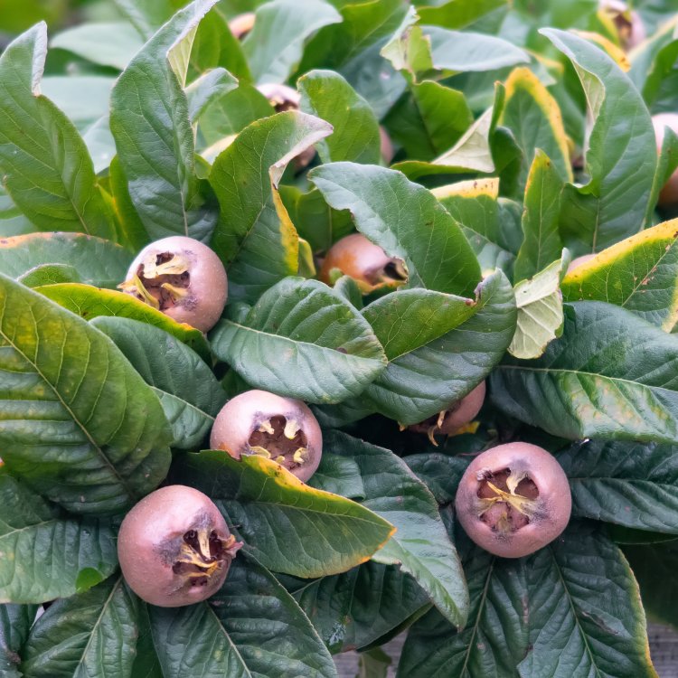 Mišpuľa (Mespilus Germanica) |160-200 cm| zahradnici.sk