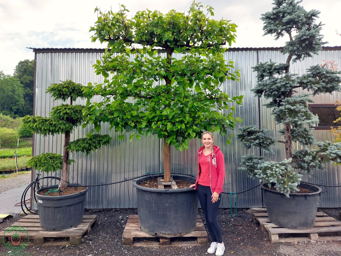 Moruša čierna - TVAROVANÁ STENA | 280-300 cm | zahardnici.sk