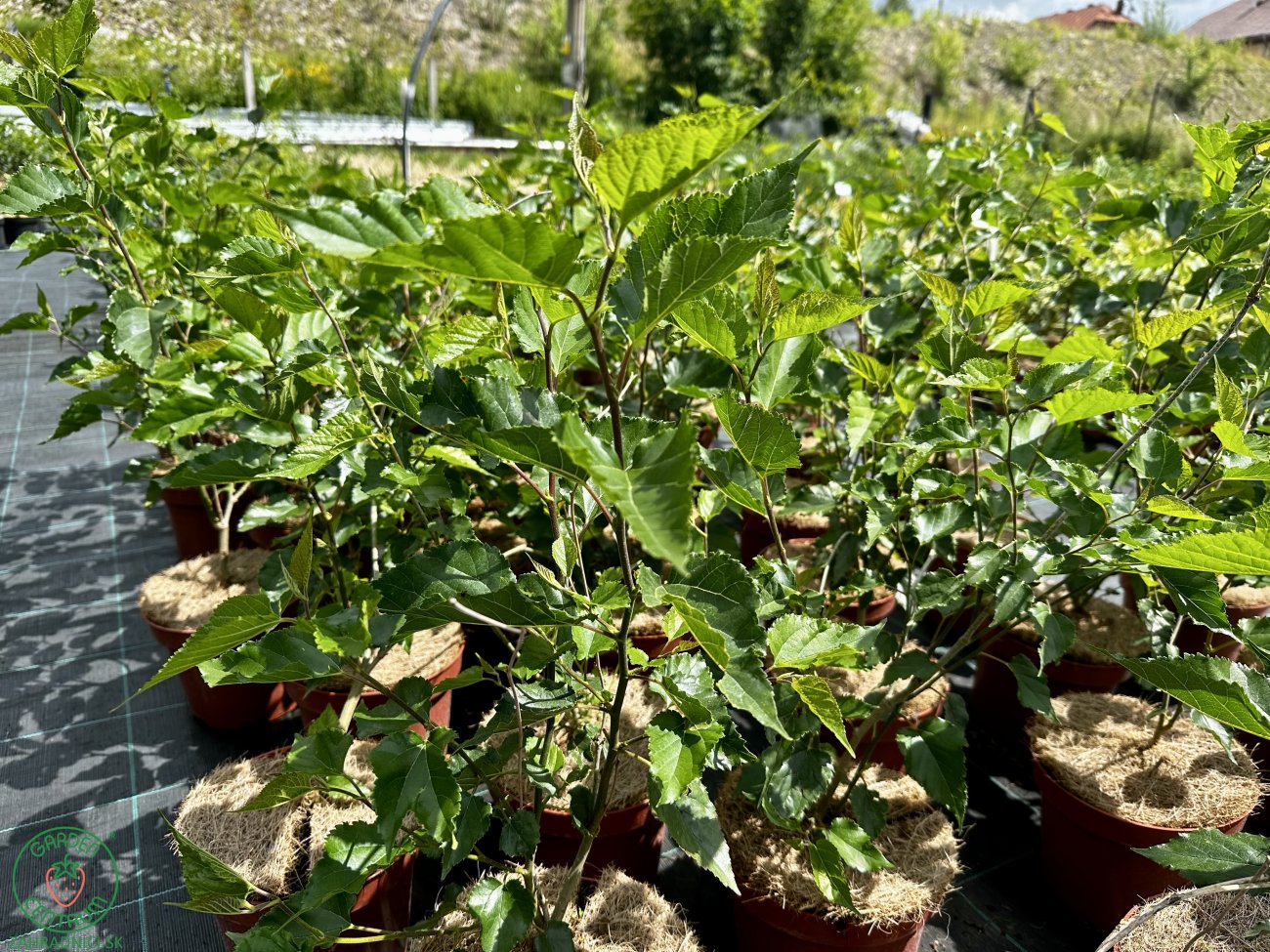 Moruša trpasličia ´MOJO BERRY´® | 30-50 cm| zahradnici.sk