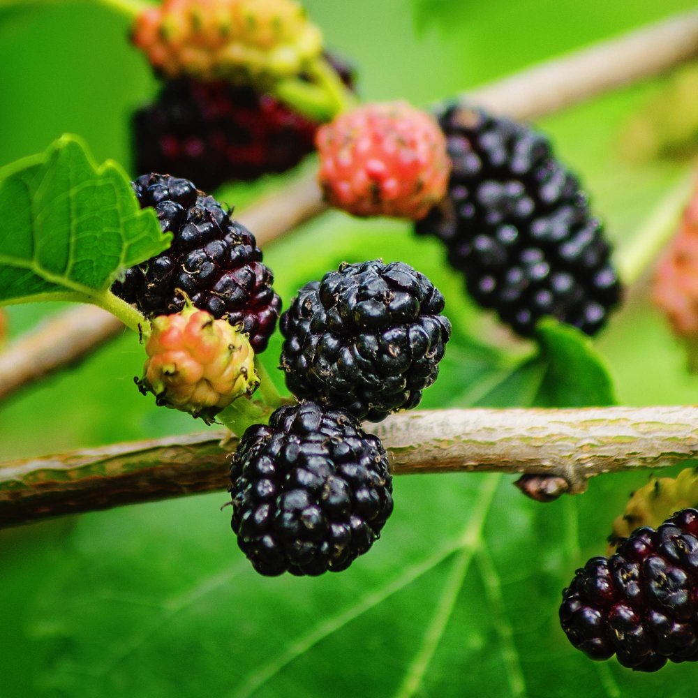 Moruša trpasličia ´MOJO BERRY´® |50-80 cm| zahradnici.sk