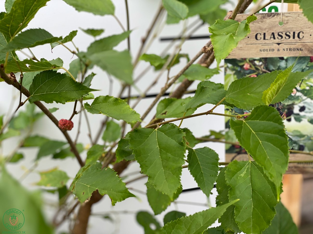 Moruša čierna ´MOJO BERRY´ | 100-120 cm | zahradnici.sk