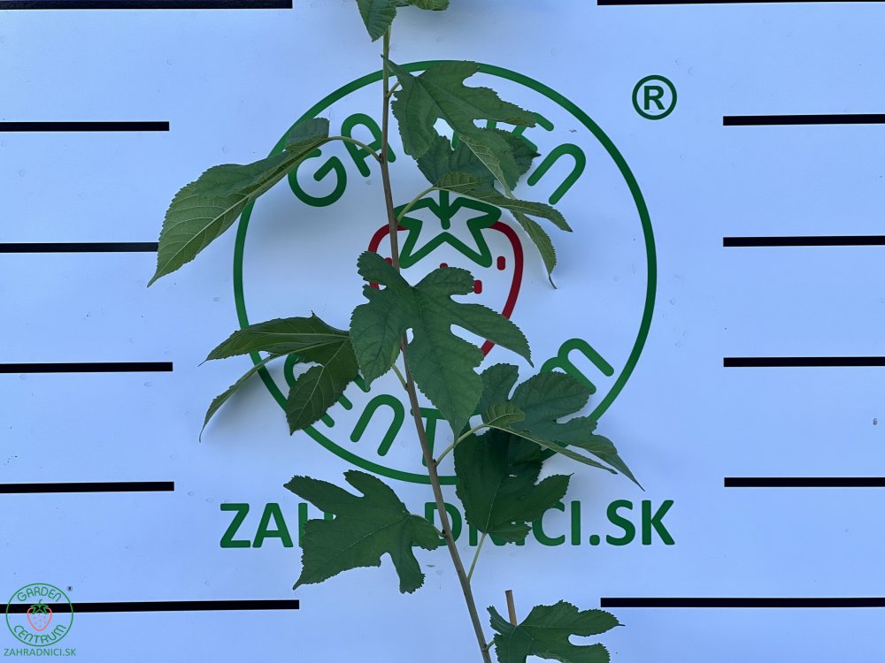 Moruša veľkoplodá ´ILLINOIS EVERBEARING´| 100-150 cm| zahradnici.sk