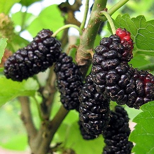 Moruša veľkoplodá ´ILLINOIS EVERBEARING´| 50-80 cm| zahradnici.sk