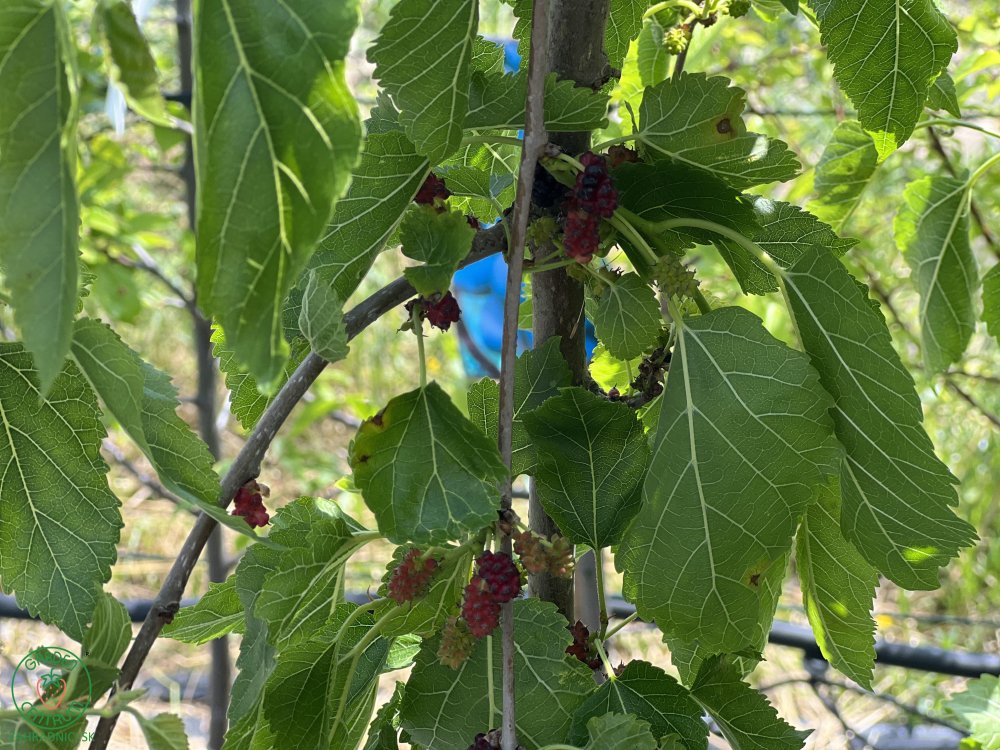 Moruša biela (Morus alba) ´ALBA PENDULA´ - výška 140-160 cm, obvod ...