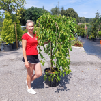 Moruša biela (Morus alba) ´ALBA PENDULA´ - zahradnici.sk