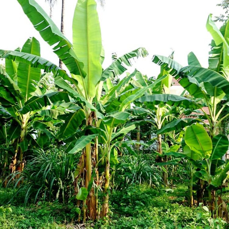 Banánovník japonský | Musa basjoo | 120-150 cm | zahradnici.sk