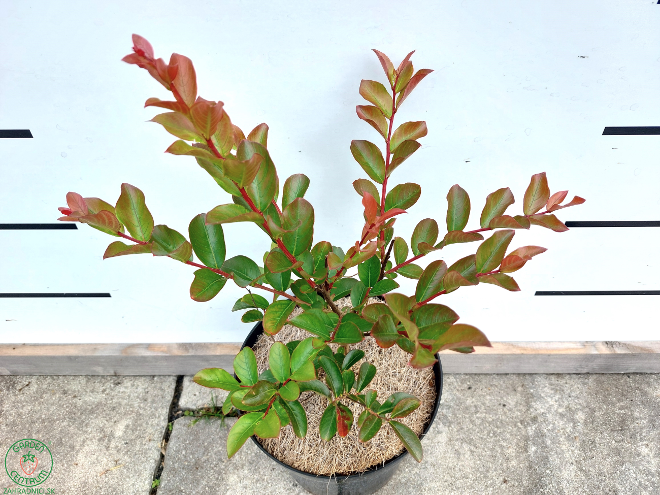 Myrta krepová ´RUBRA MAGNIFICA´ | 30-50 cm | zahradnici.sk