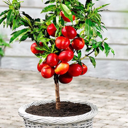 Mini nektarinka ´RUBIS´| 40-60 cm| zahradnici.sk