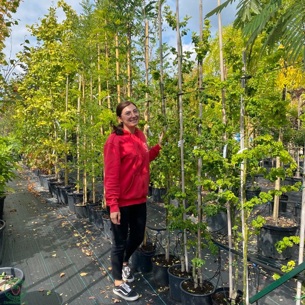 Sofora japonská (Sophora japonica) ´DOT´ - zahradnici.sk