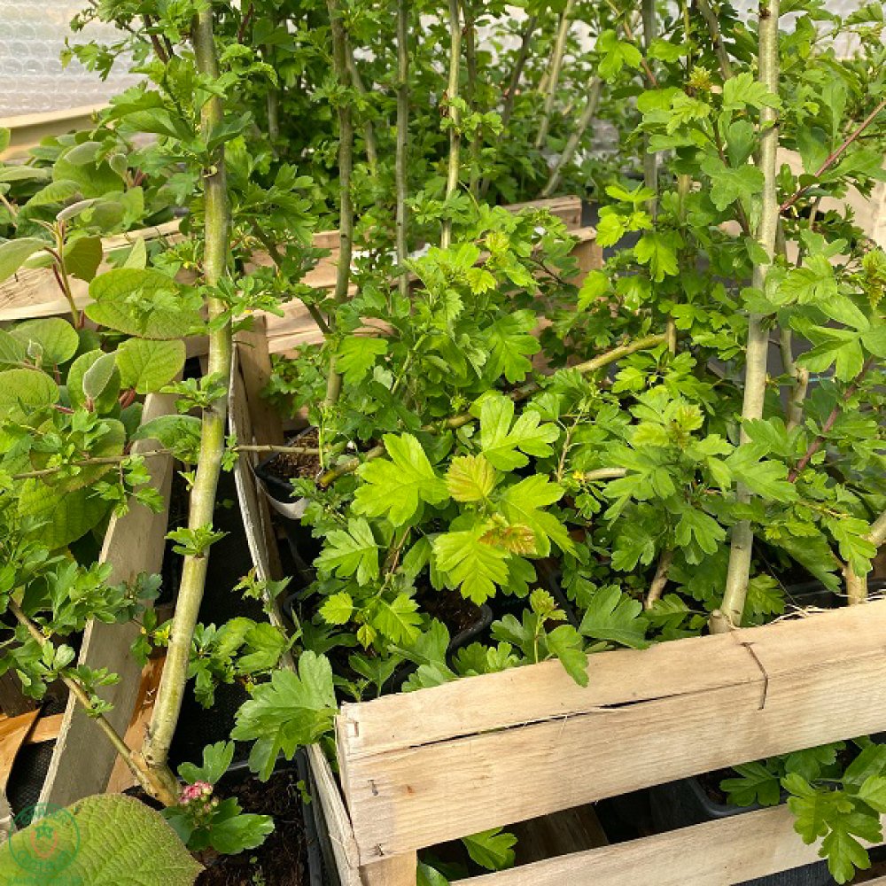 Hloh obyčajný (Crataegus laevigata) ´PAUL´S SCARLET´ - zahradnici.sk