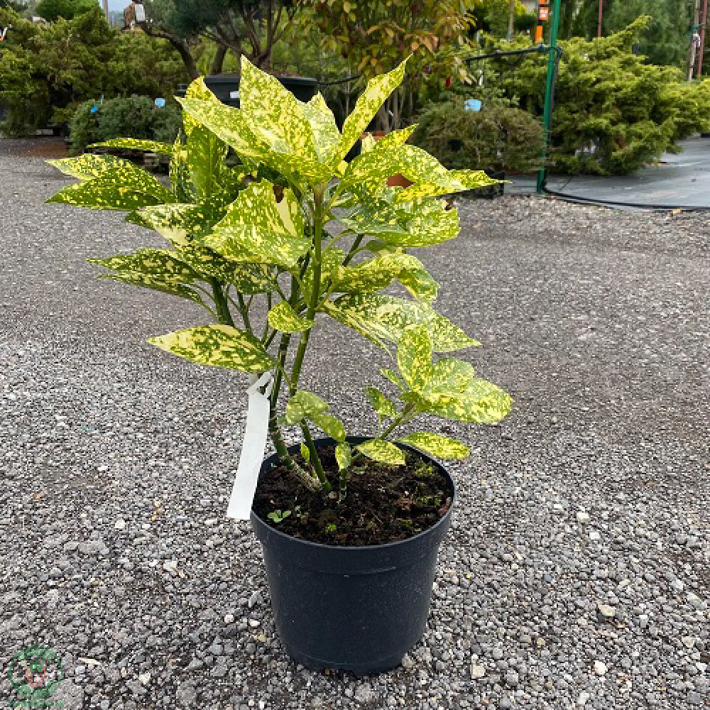 Aukuba japonská ´CROTONIFOLIA GOLD´| 30-50 cm| zahradnici.sk