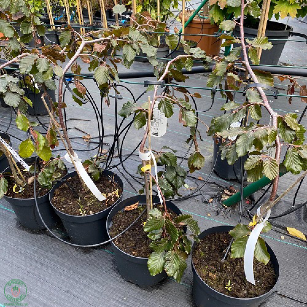 Buk lesný | PURPUREA PENDULA | zahradnici.sk