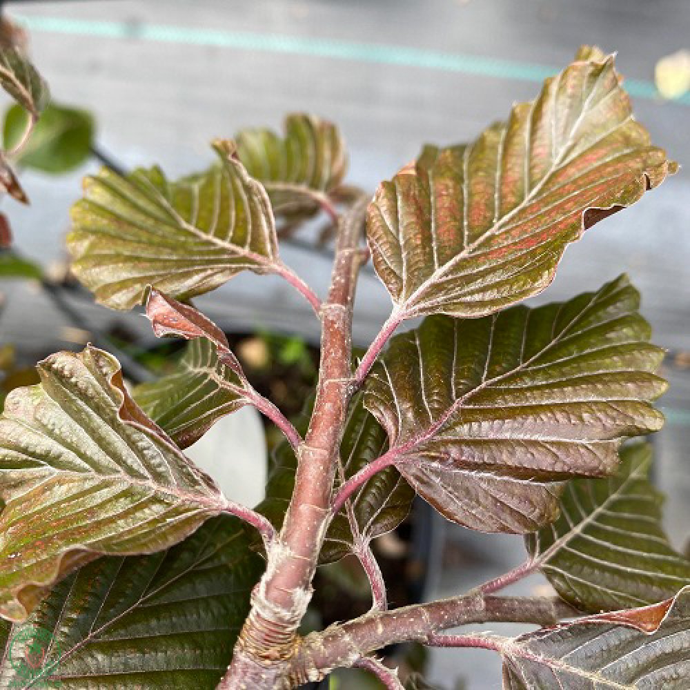 Buk lesný | PURPUREA PENDULA | zahradnici.sk