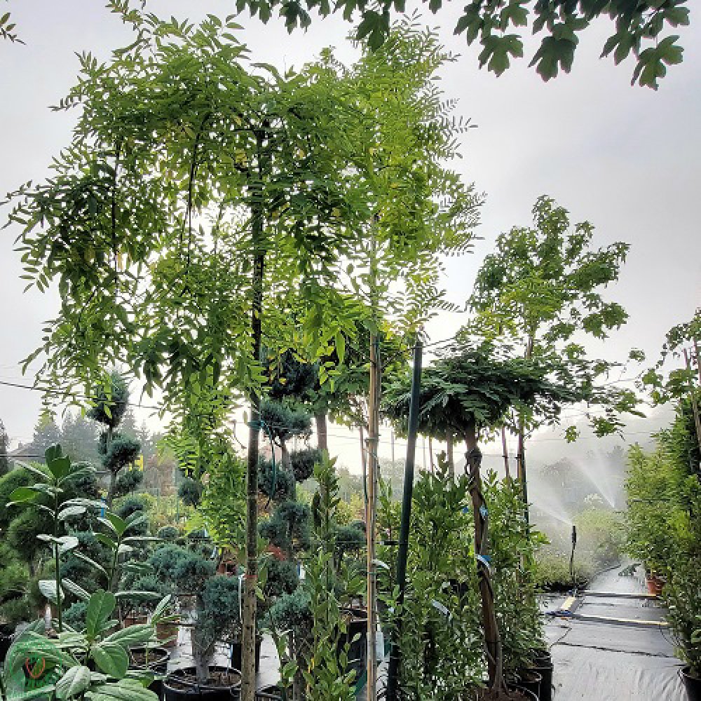 Sofora japonská ´Pendula´ - zahradnici.sk