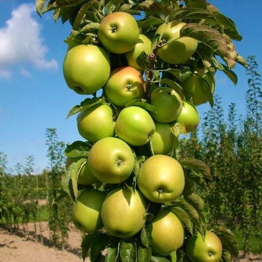Mini jabloň stĺpovitá (Malus ballerina) ´BOLERO´ - zahradnici.sk