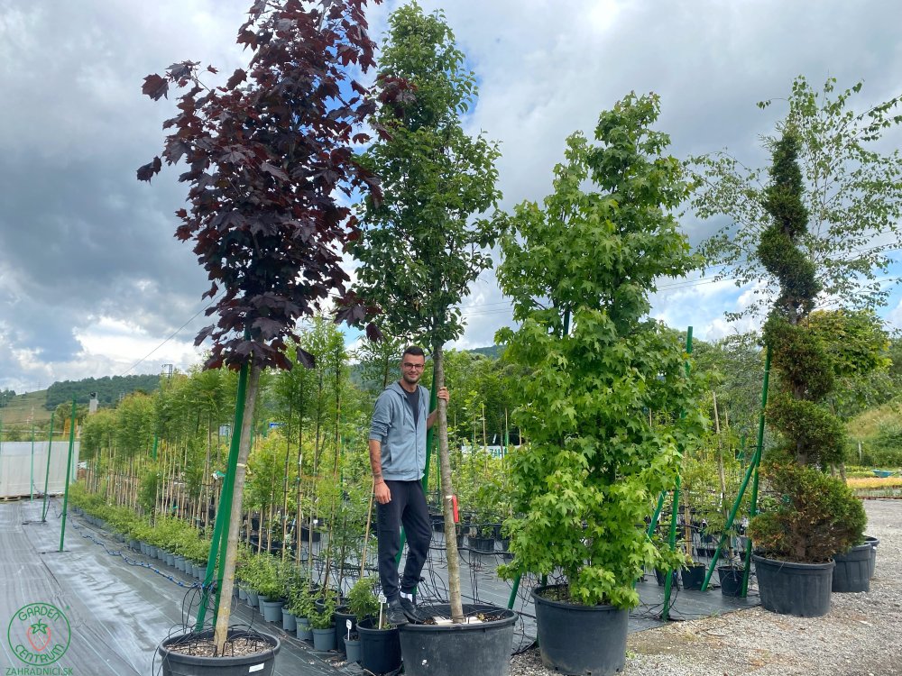 Hruška okrasná ´CHANTICLEER´| 400 cm| zahradnici.sk