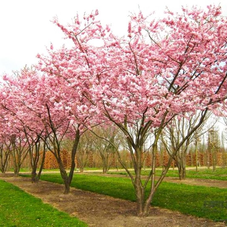 Višňa chĺpkatá ´AUTUMNALIS ROSEA´| 140-170 cm| zahradnici.sk