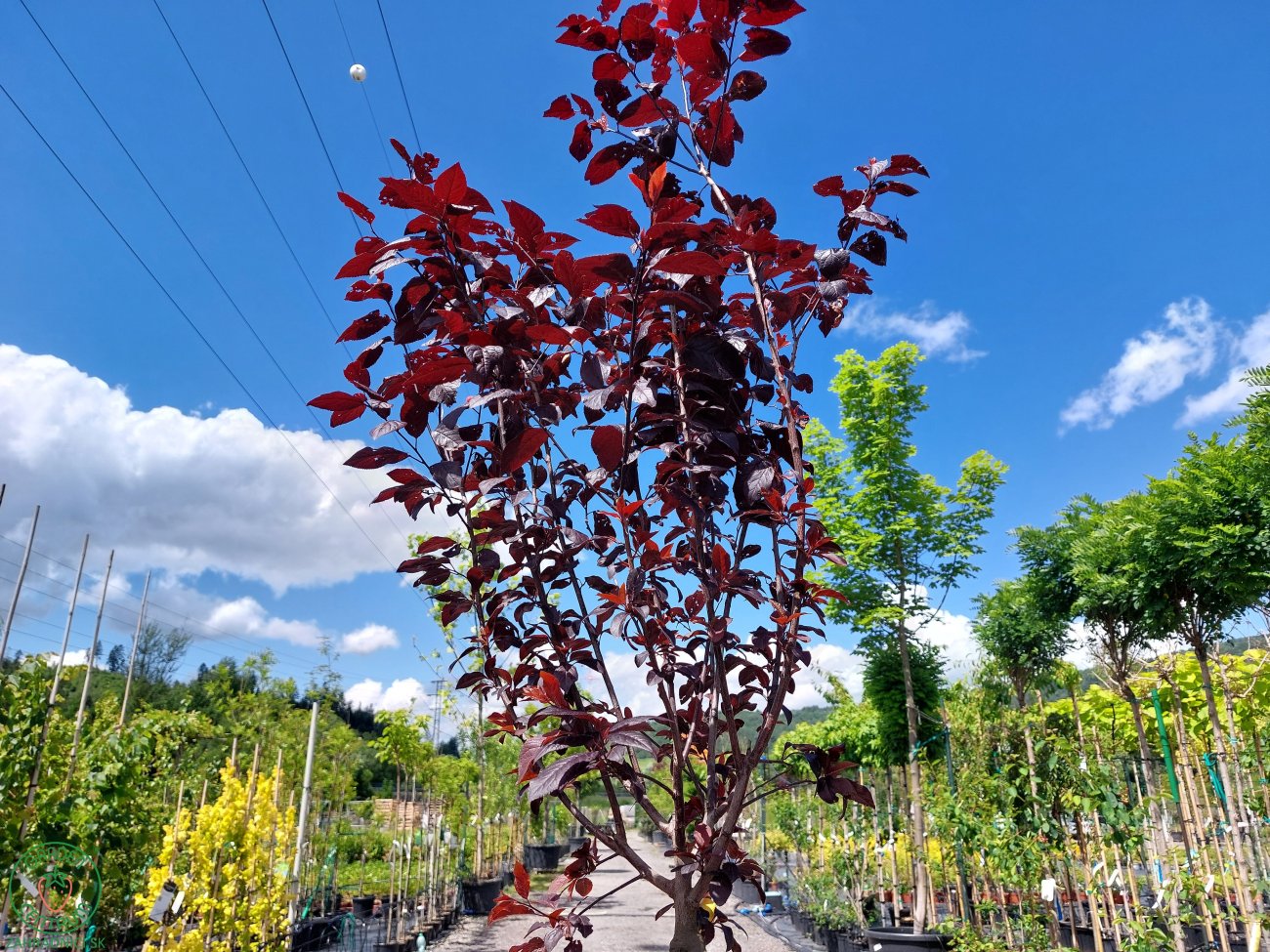 Slivka čerešňoplodá ´NIGRA´ | 250-300 cm | zahradnici.sk