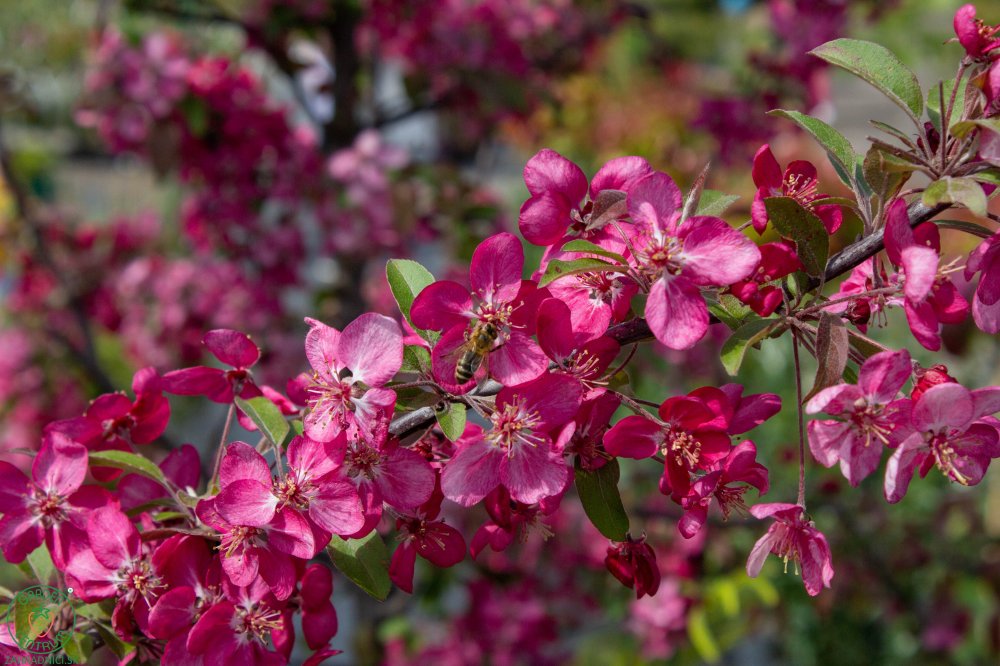 Okrasná jabloň ´COCCINELLA´ - zahradnici.sk
