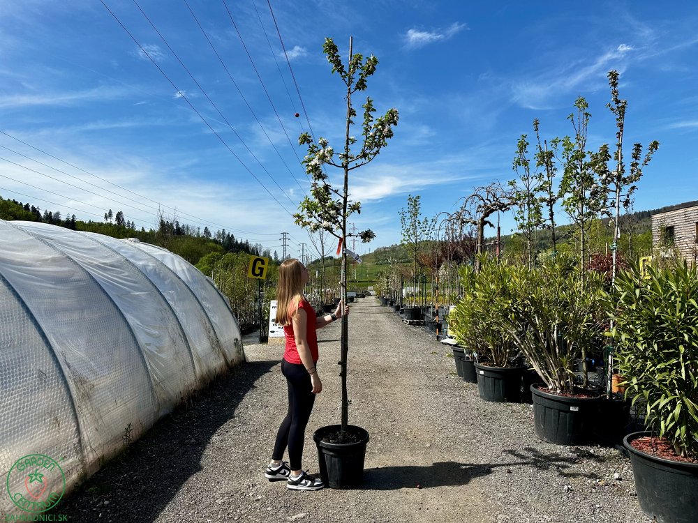 Okrasná jabloň ´RED SENTINEL´ |260-290 cm| zahradnici.sk