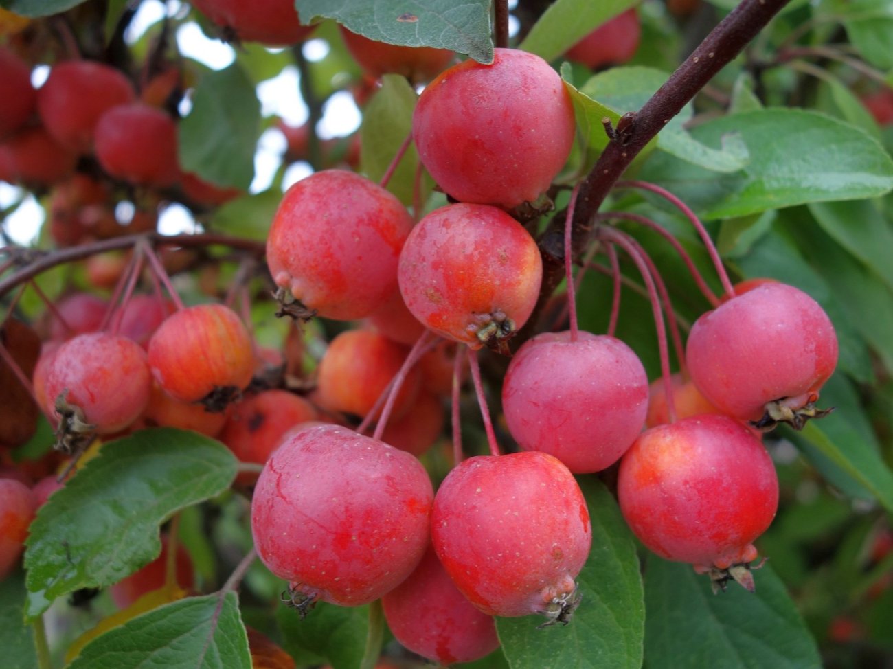 Okrasná jabloň ´RED SENTINEL´| 150-200 cm| zahradnici.sk