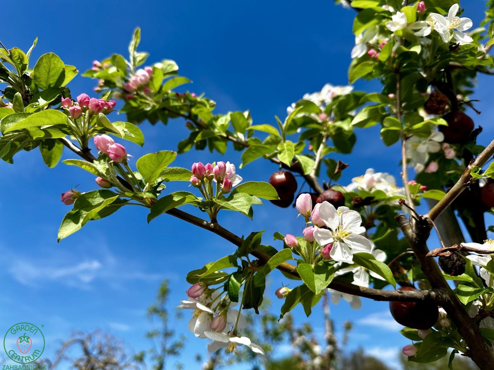 Okrasná jabloň ´RED SENTINEL´ |260-290 cm| zahradnici.sk